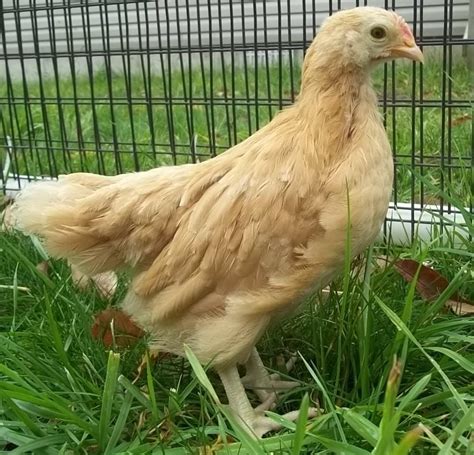 5 Week Old Buff Orpingtons Sexing Help Backyard Chickens Learn How