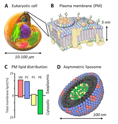 Asymmetry — Heberlelab