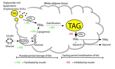 What Is Lipase Normal Range At Matthew Mendelsohn Blog