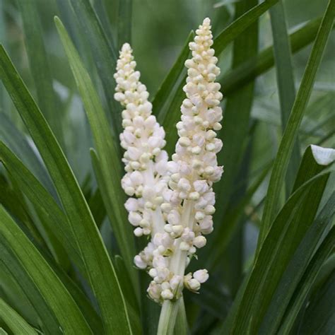 Buy Liriope Monroe White Premier Grasses Black Sheep Perennials