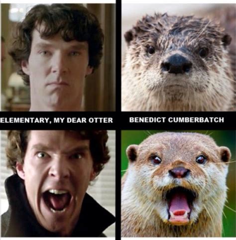 Cute Otter Benedict Cumberbatch Look~a~likes Otters Benedict