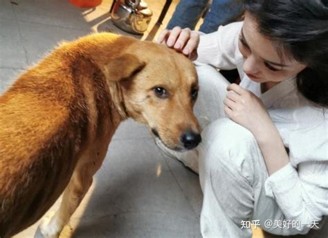 实话告诉你，摸狗狗的头，它不认为你是在表达爱意！ 知乎