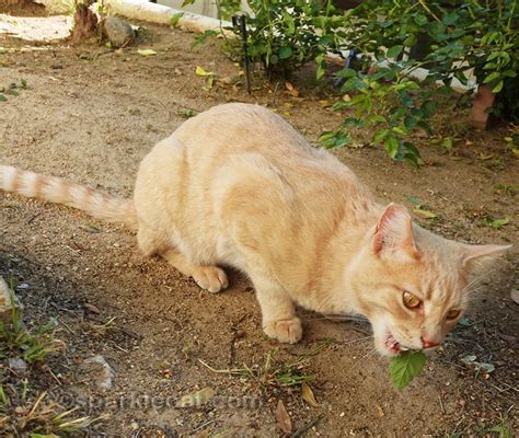 catnip party summer s fabulous cat life