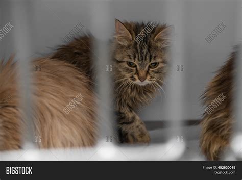 Young Homeless Cat Image And Photo Free Trial Bigstock