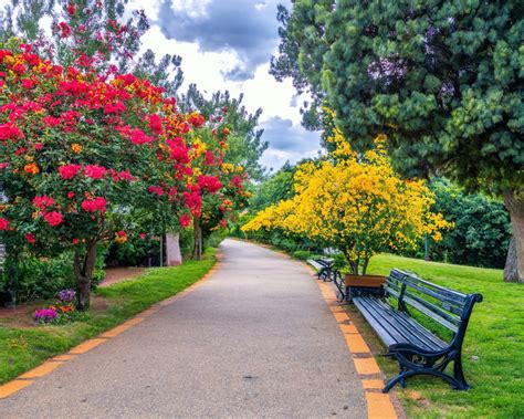 Lemon Tree Path Serenity Free Photo Download Freeimages