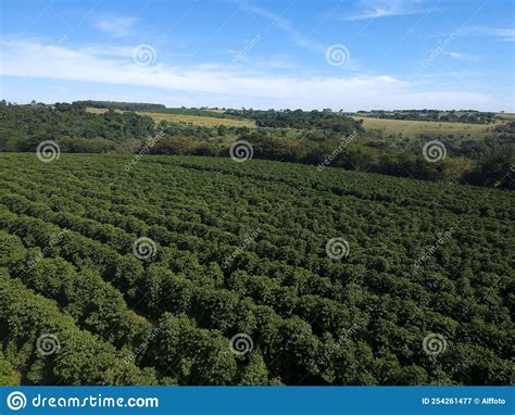 Aerial Drone View Of A Green Coffee Field Stock Image Image Of