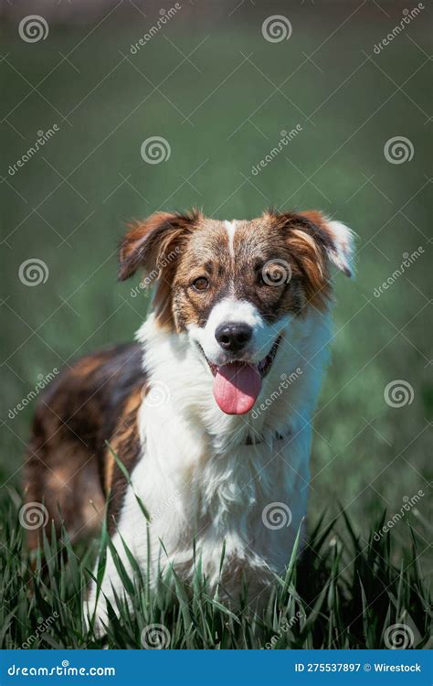 Adorable Border Collie Playing In A Park On A Sunny Day Stock Image