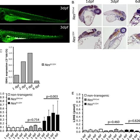 Characterization Of Gfap Zebrafish Lines Expression Of Transgene Was