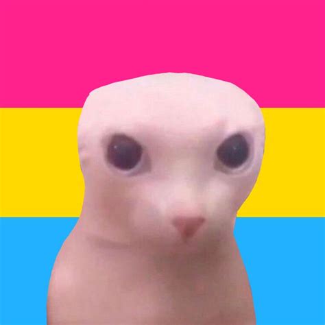 Pansexual Bingus Youre Gay Hairless Cat Memes