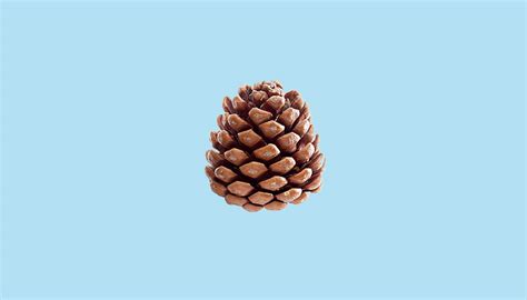Parametric Pinecone On Behance