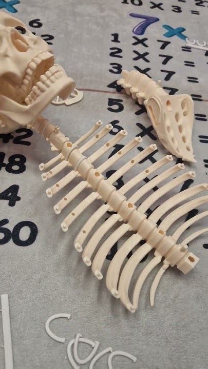 макет човешко тяло Youtube