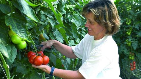 Tomaten Super Food Mit Geschmack Gabot De