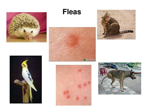 Ppt Creepy Crawlies Powerpoint Presentation Free Download Id1754516