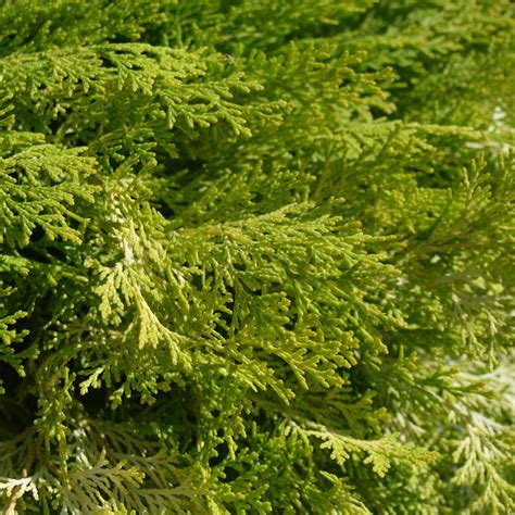 Night Light™ Hinoki Cypress Van Wilgens Garden Center