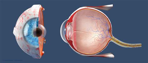 Choroidal Hypertransmission Defects On En Face Oct Imaging Predict Geographic Atrophy In Patients