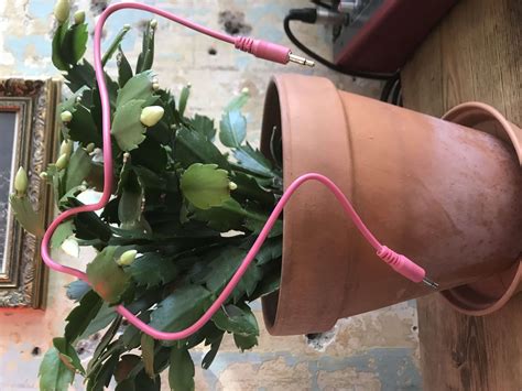 Elevator Sound Cables Pink 60cm Straight Eurorack Single Elevator