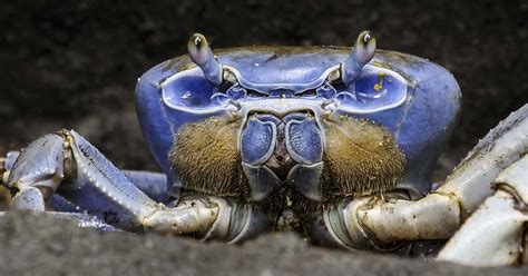 Researchers Use Crab Shells To Create New Biodegradable Batteries With 99 7 Efficiency The