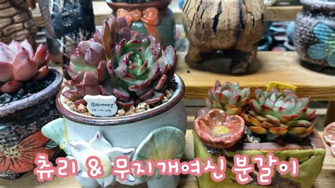 프리티다육의 완판다육이 무지개여신 And 묵둥이 츄리 분갈이합니다~ 분갈이가 이렇게 중요합니다~ Youtube