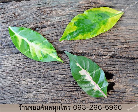 ใบเงิน ใบทอง ใบนาค ผงสมุนไพรและต้นพันธุ์สมุนไพรหลายชนิด