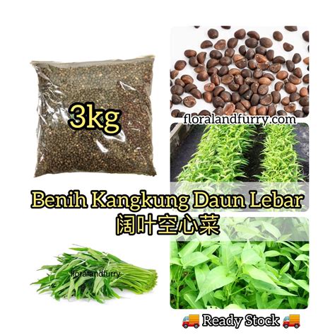 3kg Selected Broad Leaf Kangkong Vegetable Seeds 青梗阔叶空心菜种子 Biji Benih