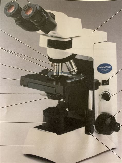 Micro Lab Midterm Diagram Quizlet