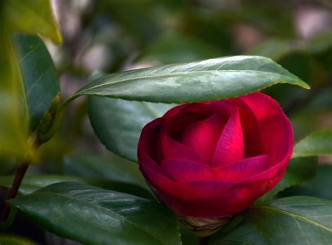 Camilia Flower Pink - Free photo on Pixabay