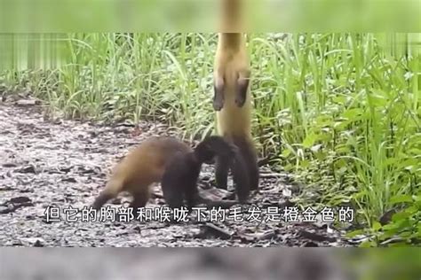 猴子的天敌出现了，一招制服猴子，把两只丢进峨眉山会怎样？ 猴子 制服 峨眉山