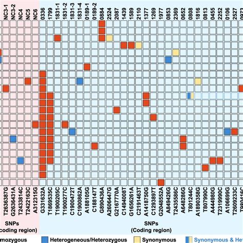 Genomic Mutations In 23 Evolved Synechococcus Strains With Improved Download Scientific Diagram