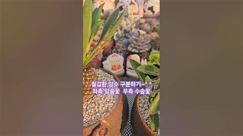 부비부비해서 열매를 맺어보자~🤣🤣🤣 유나초롱 초롱맘 철갑환유나 아프리카식물 포항다육 Youtube