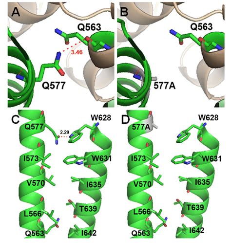 The Structure Analysis Of Hiv Env The Wild Type Env A C And Mutant