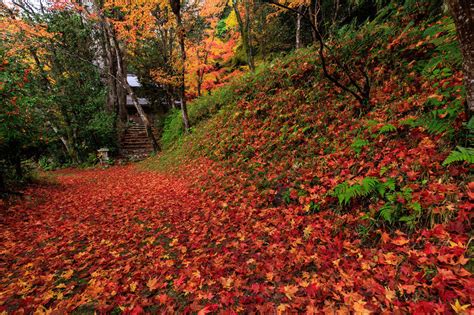 2022紅葉煌めく京都 細道の奥の紅葉寺 花景色－k W C Photoblog