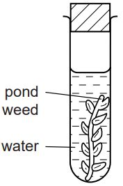 Four Test Tubes Were Set Up As Shown In The Diagram And Left In Full Sunl
