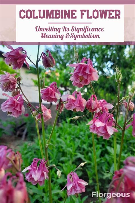 Columbine Flower Meaning And Symbolism Unveiling Its Significance