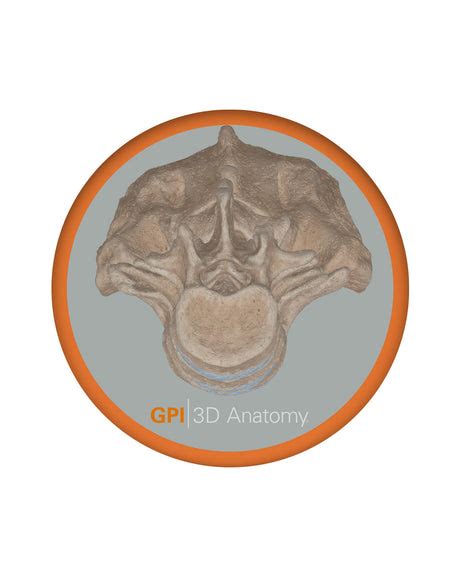 Spine Gpi 3d Anatomy