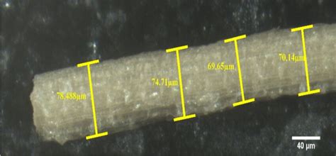 Microscopic Image Of Diameter Variation Along Length Of Mw Fiber Download Scientific Diagram