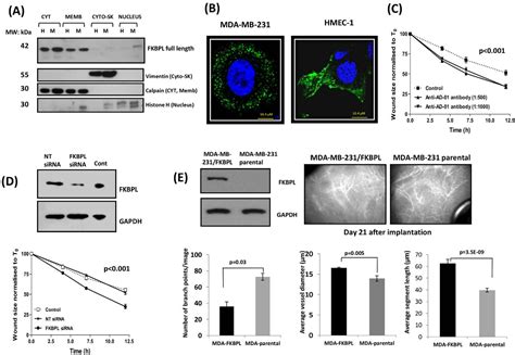 Figure 1 From The Anti Migratory Effects Of Fkbpl And Its Peptide