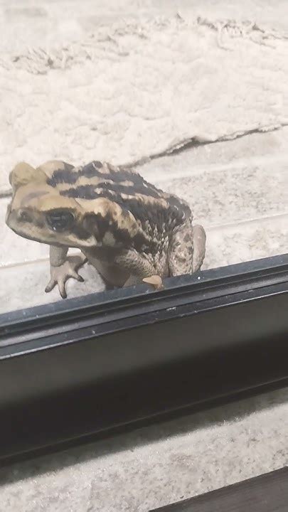 Cucarrones Para La Cena Youtube