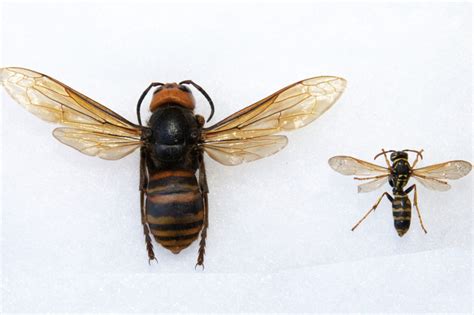 Us Declares Mission Accomplished In War On Murder Hornets But Experts