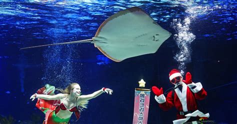 인어와 함께 메리크리스마스