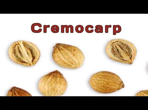 Coriander Fruit