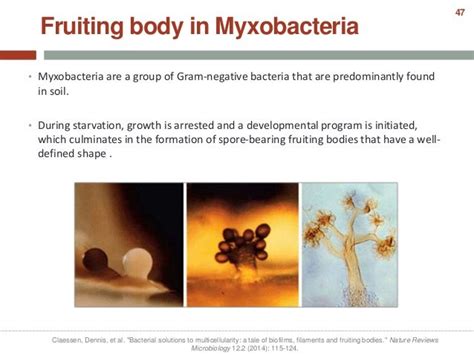 Bacterial Cell Differentiation