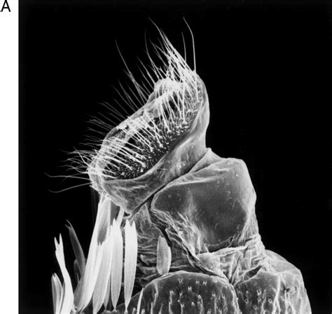 A Scanning Electron Micrographs Sem Of Exposed Pheromone Gland And