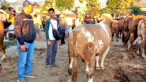JAGAL MUDA MAS GALIH BORONG SAPI SAPI SIMENTAL JUMBO PLAOSAN YouTube