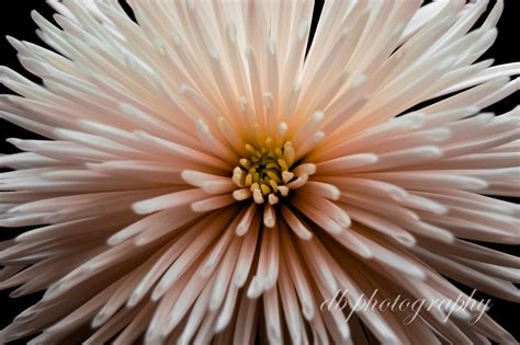 2015 Flower Practice 066 Donna Bassett Flickr