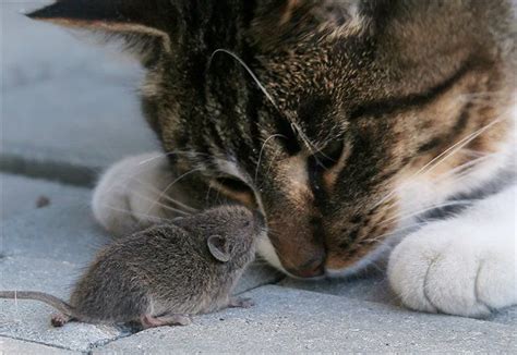Cat And Mouse Friends | Funny and Cute Cats Gallery