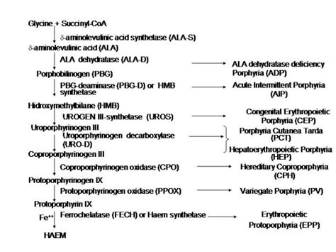 Heme Biosynthetic Pathway Enzymes Involved And Associated Porphyries
