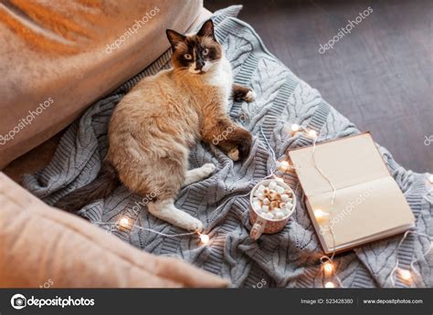 Кот валяется на диване 85 фото