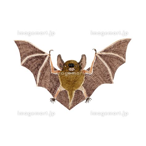 コウモリ 街中で見かける野生動物 水彩 イラスト 210241173 イメージマート