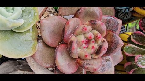 비맞은다육이물보석머금은 걸이대다육이소식 전해요 Youtube