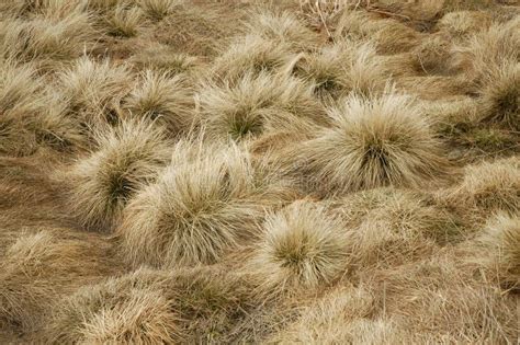 Dried Grass Texture Stock Image Image Of Windy Sphere 792315